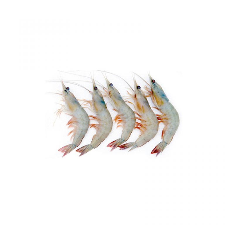 Prawns ඉස්සා – lobster.lk